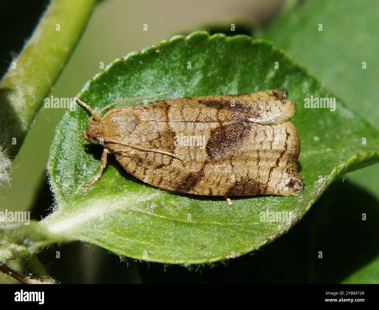 Rose Tortrix Moth (Archips rosana) Insecta Stock Photo - Alamy