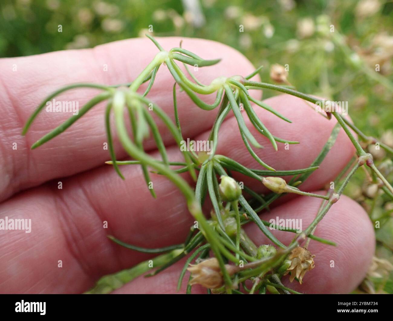 Corn spurrey (Spergula arvensis) Plantae Stock Photo - Alamy