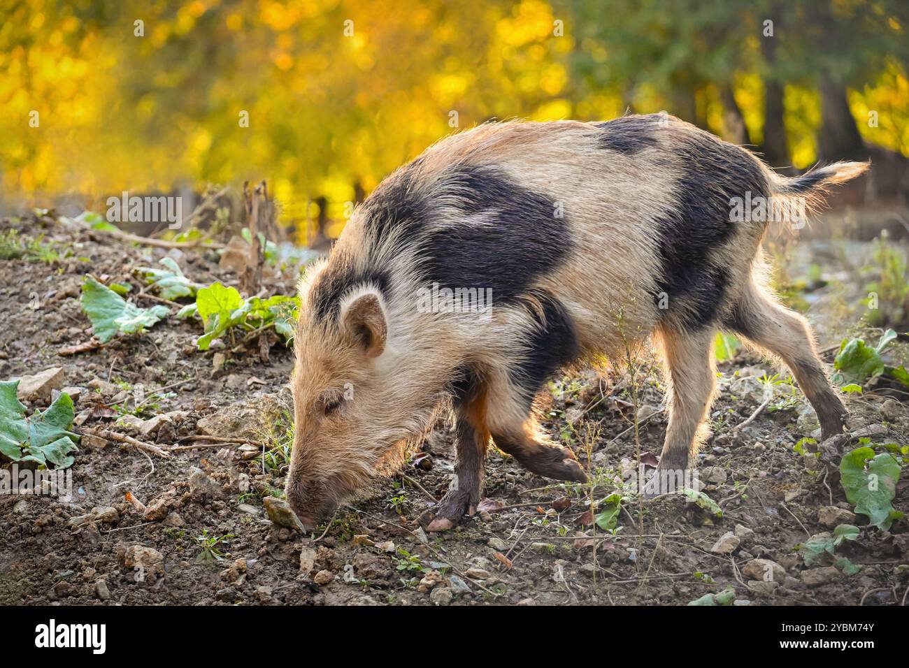 Beautiful little pigs wild in nature. Wild boar. Animal in the forest ...