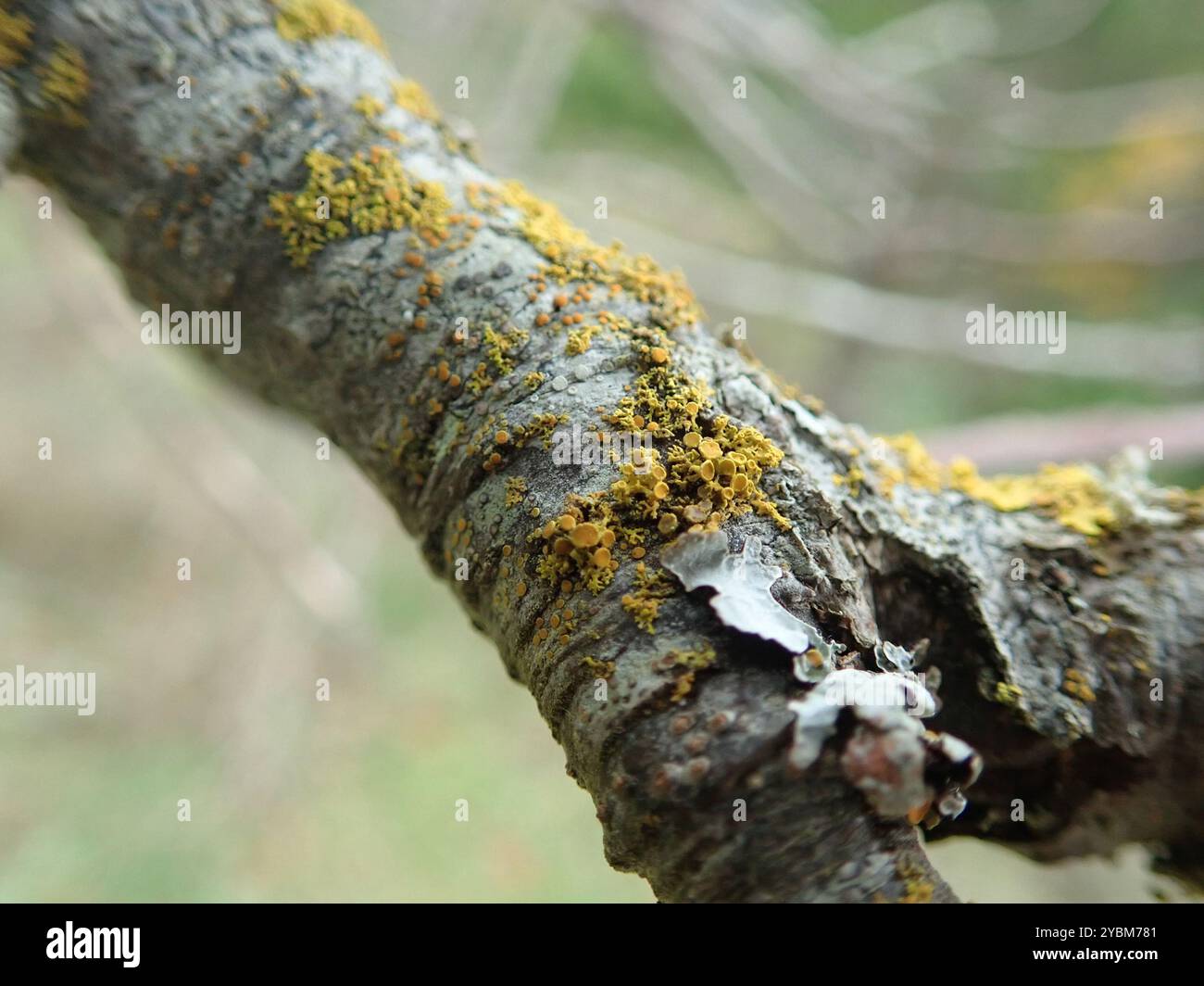 Pin-cushion Sunburst Lichen (Polycauliona polycarpa) Fungi Stock Photo ...