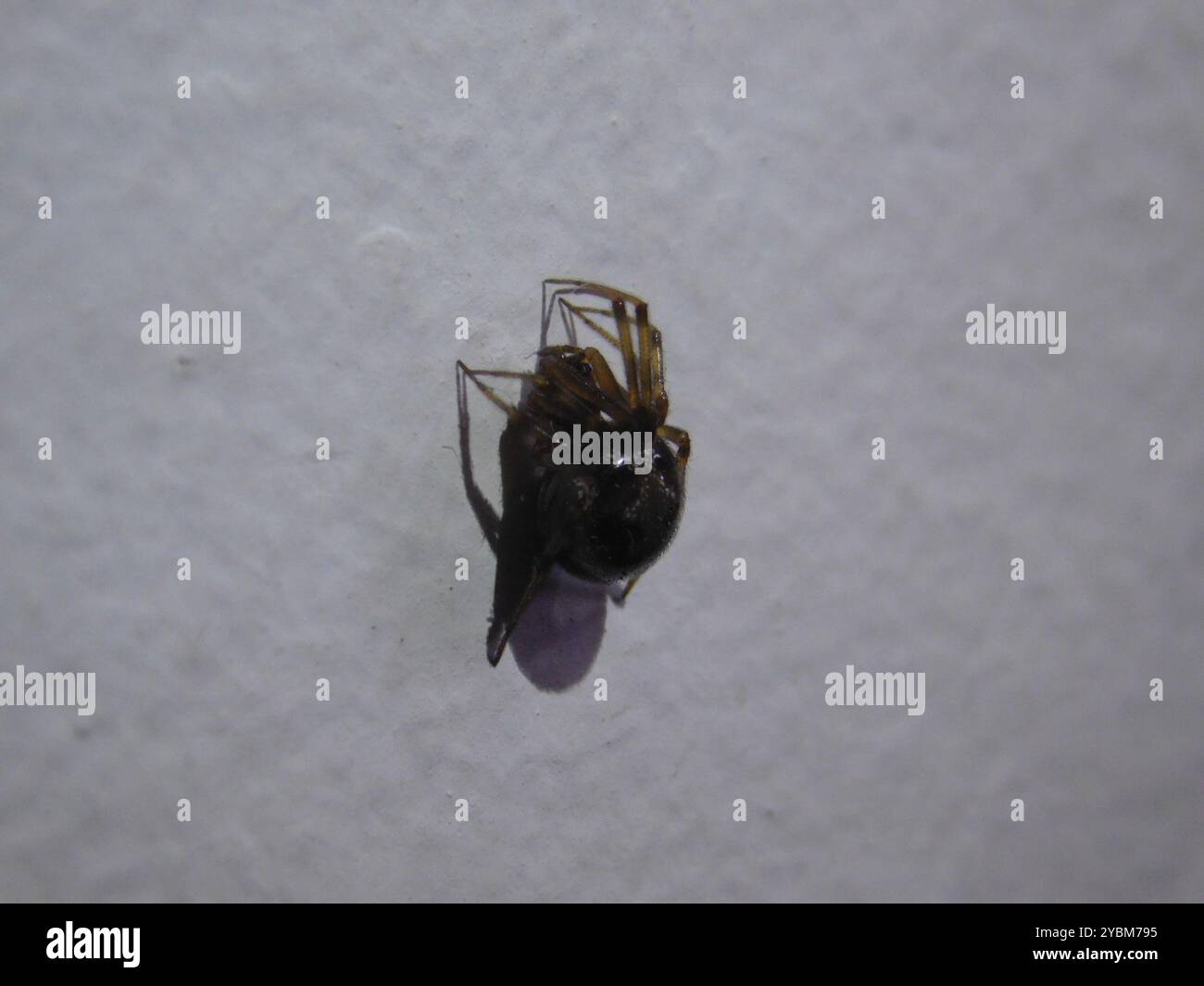 Triangulate Combfoot (Steatoda triangulosa) Arachnida Stock Photo - Alamy