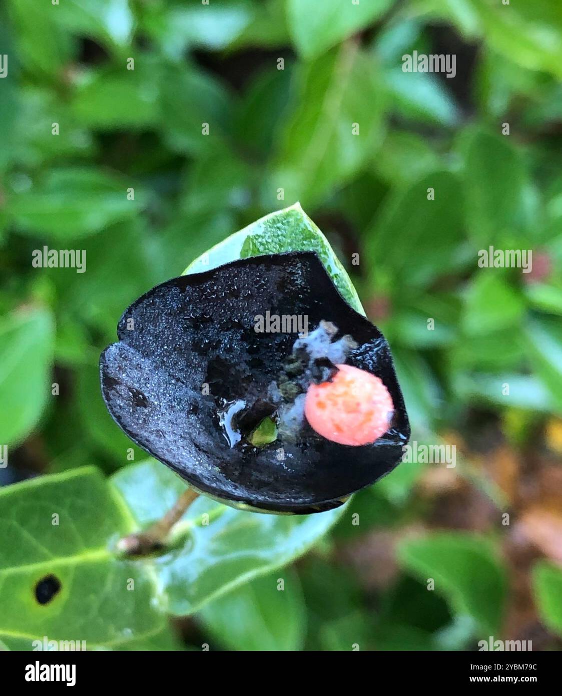 Mediterranean Honeysuckle (Lonicera implexa) Plantae Stock Photo - Alamy