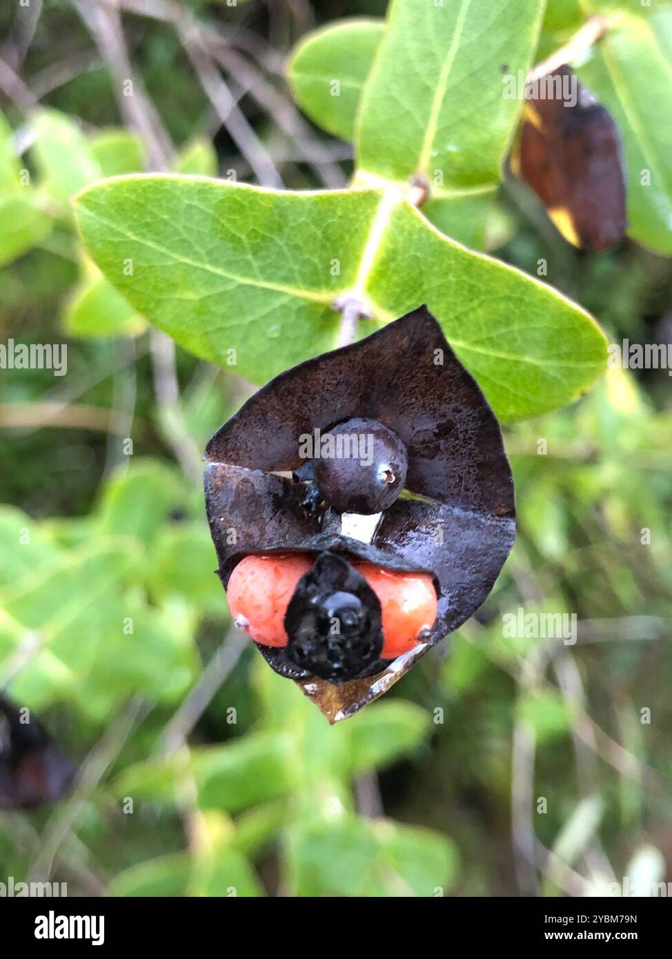 Mediterranean Honeysuckle (Lonicera implexa) Plantae Stock Photo - Alamy