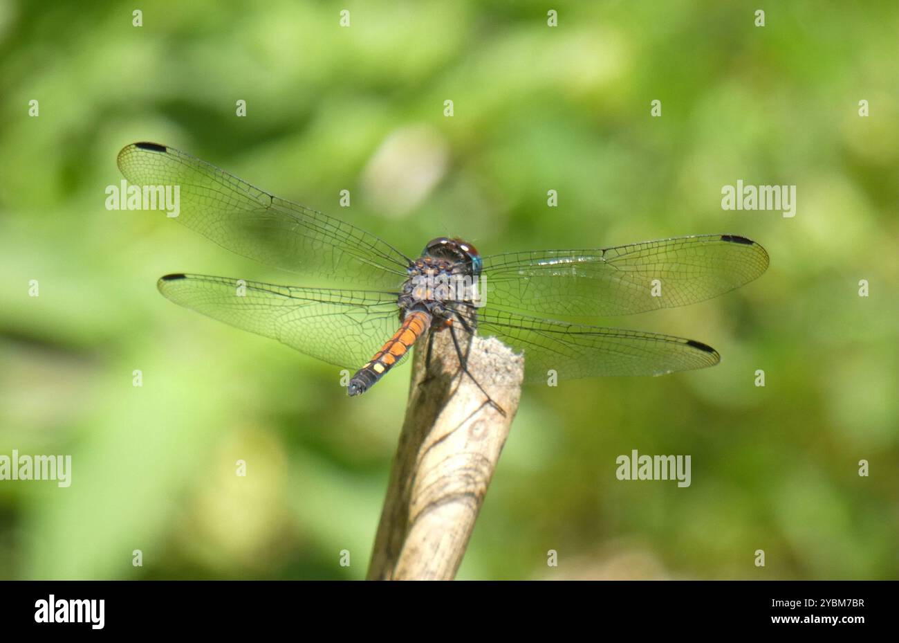 Black Dasher (Micrathyria atra) Insecta Stock Photo - Alamy