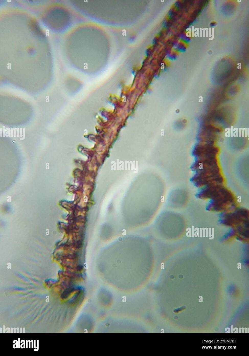 (Arcyria minuta) Protozoa Stock Photo - Alamy