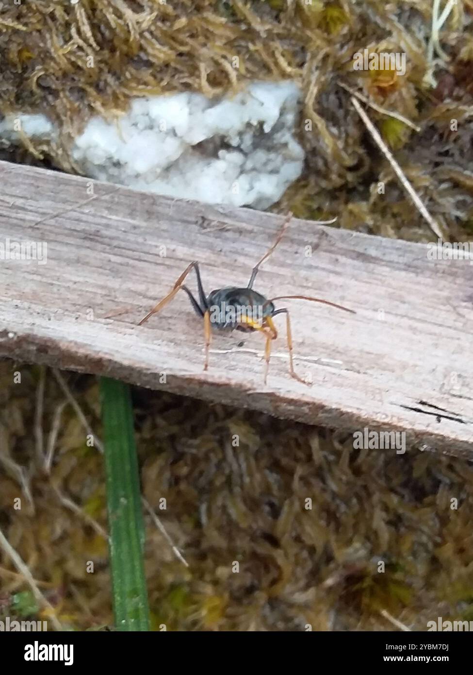 Jack jumper ant hi-res stock photography and images - Alamy
