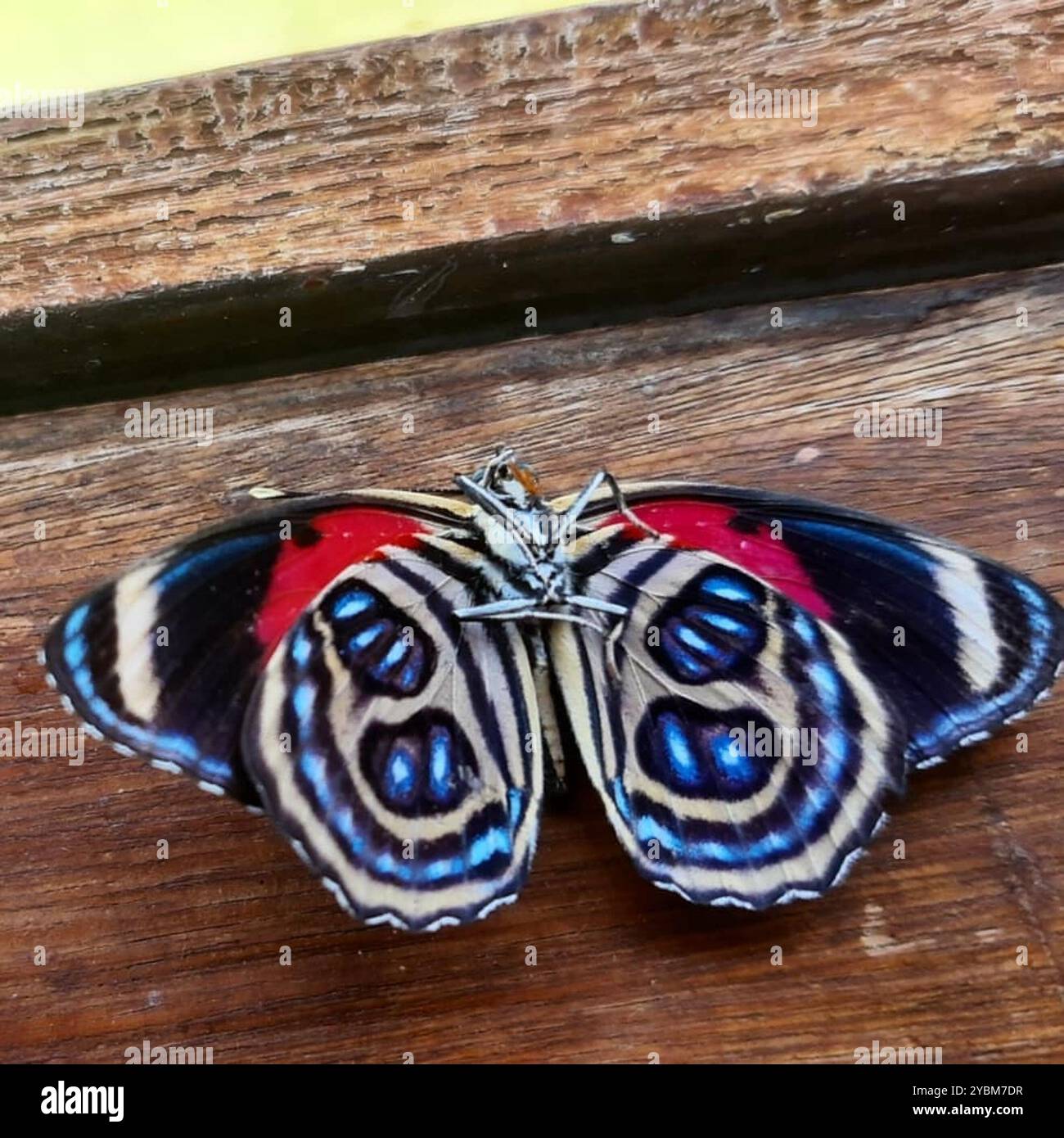 Godart's numberwing (Catagramma pygas) Insecta Stock Photo - Alamy