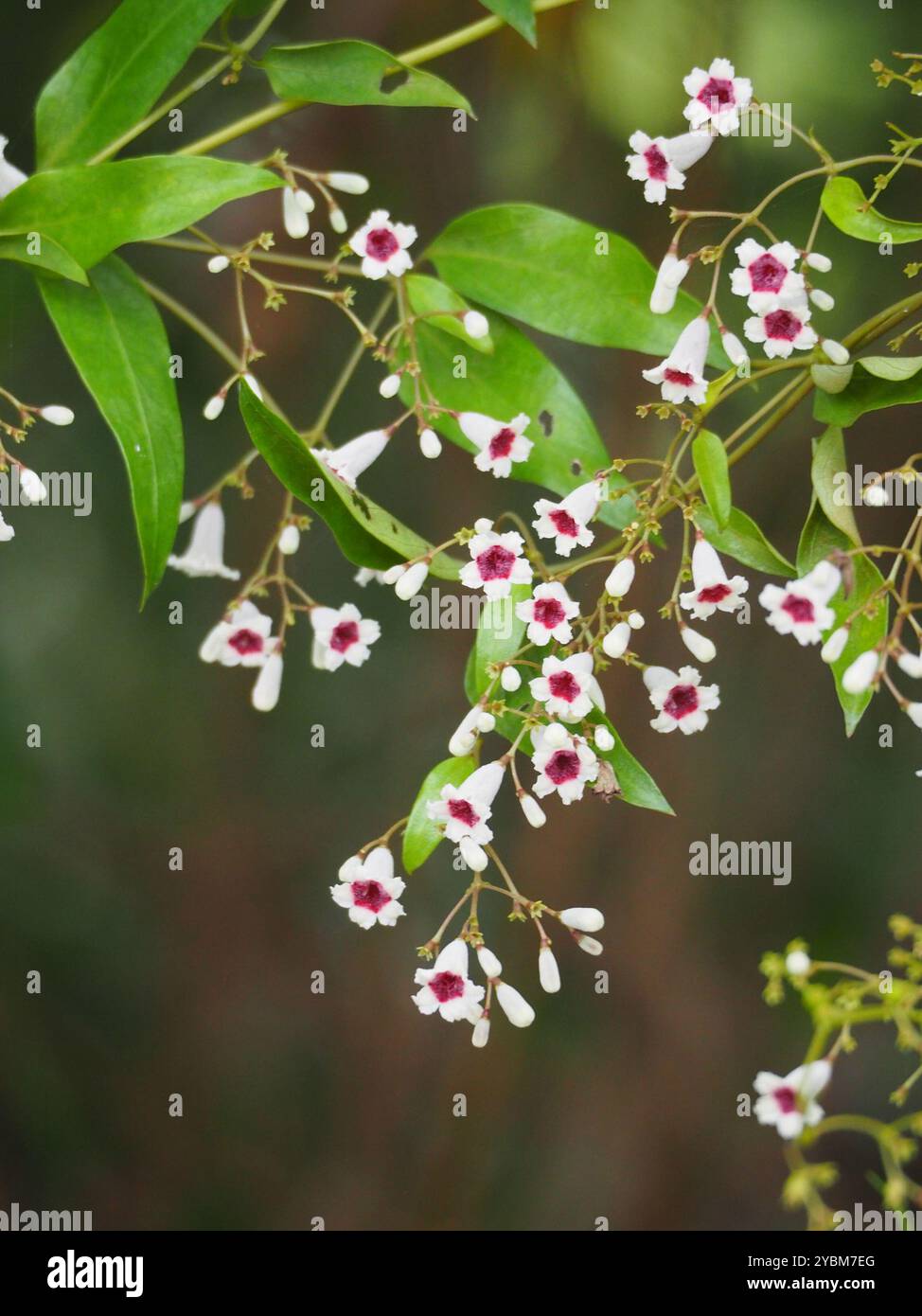 skunk vine (Paederia foetida) Plantae Stock Photo - Alamy