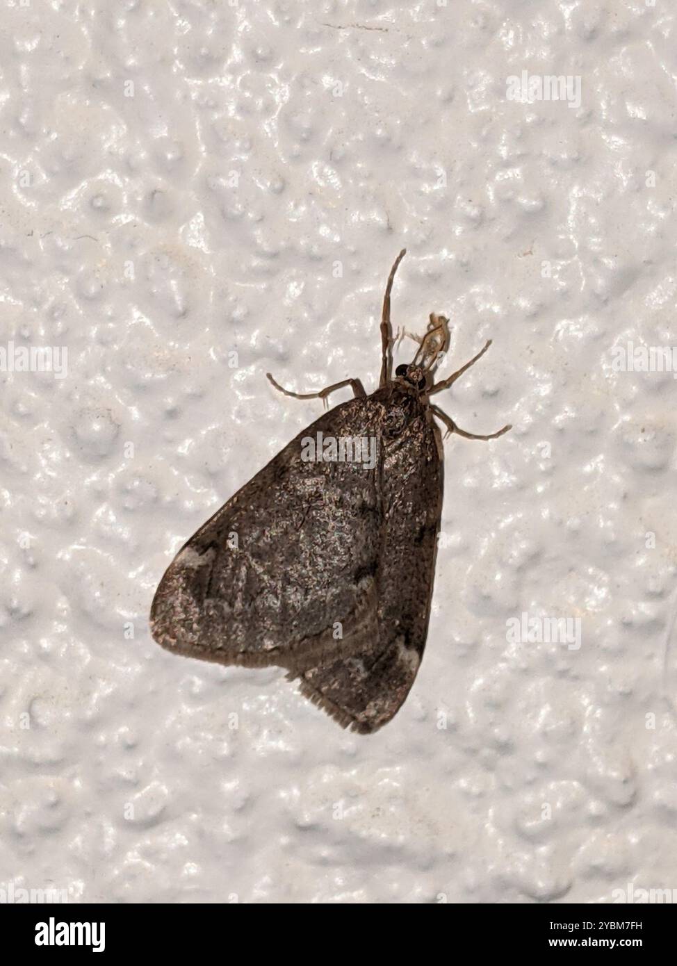 Fall Cankerworm Moth (Alsophila pometaria) Insecta Stock Photo - Alamy