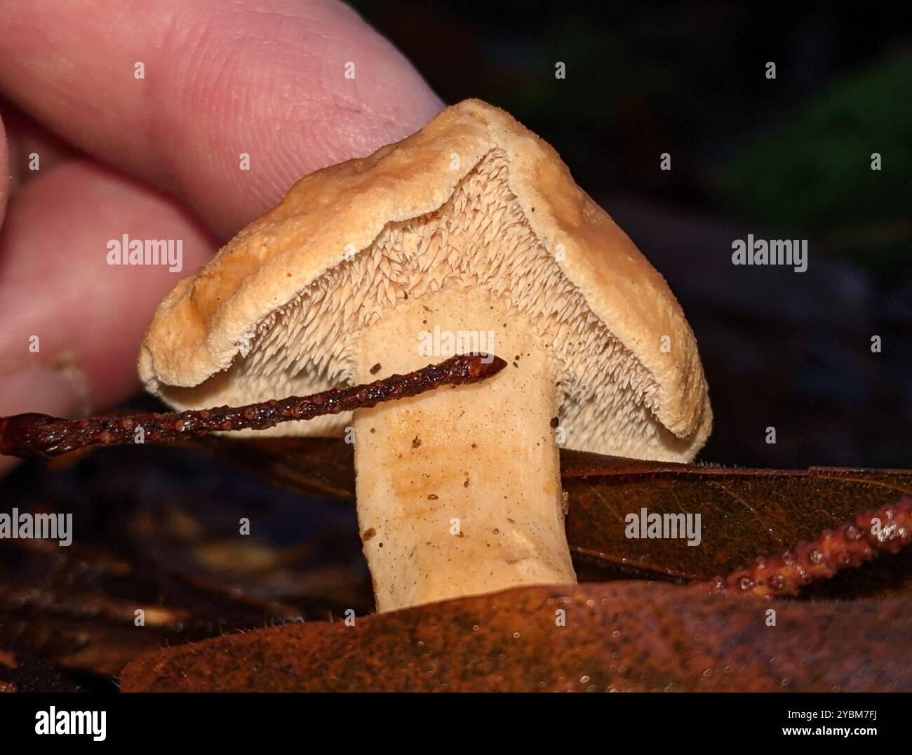 depressed hedgehog (Hydnum umbilicatum) Fungi Stock Photo - Alamy