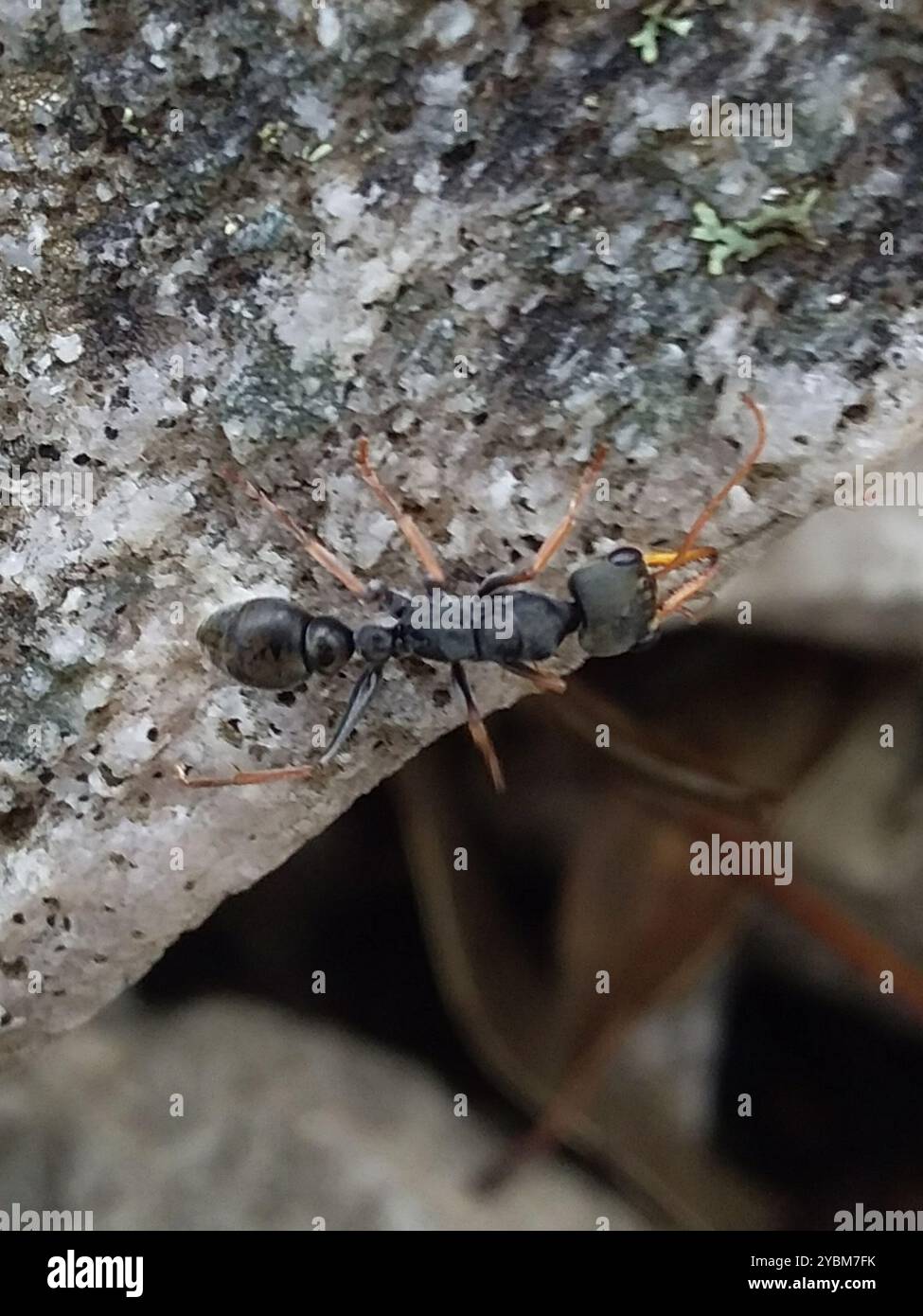 Jack jumper ant hi-res stock photography and images - Alamy
