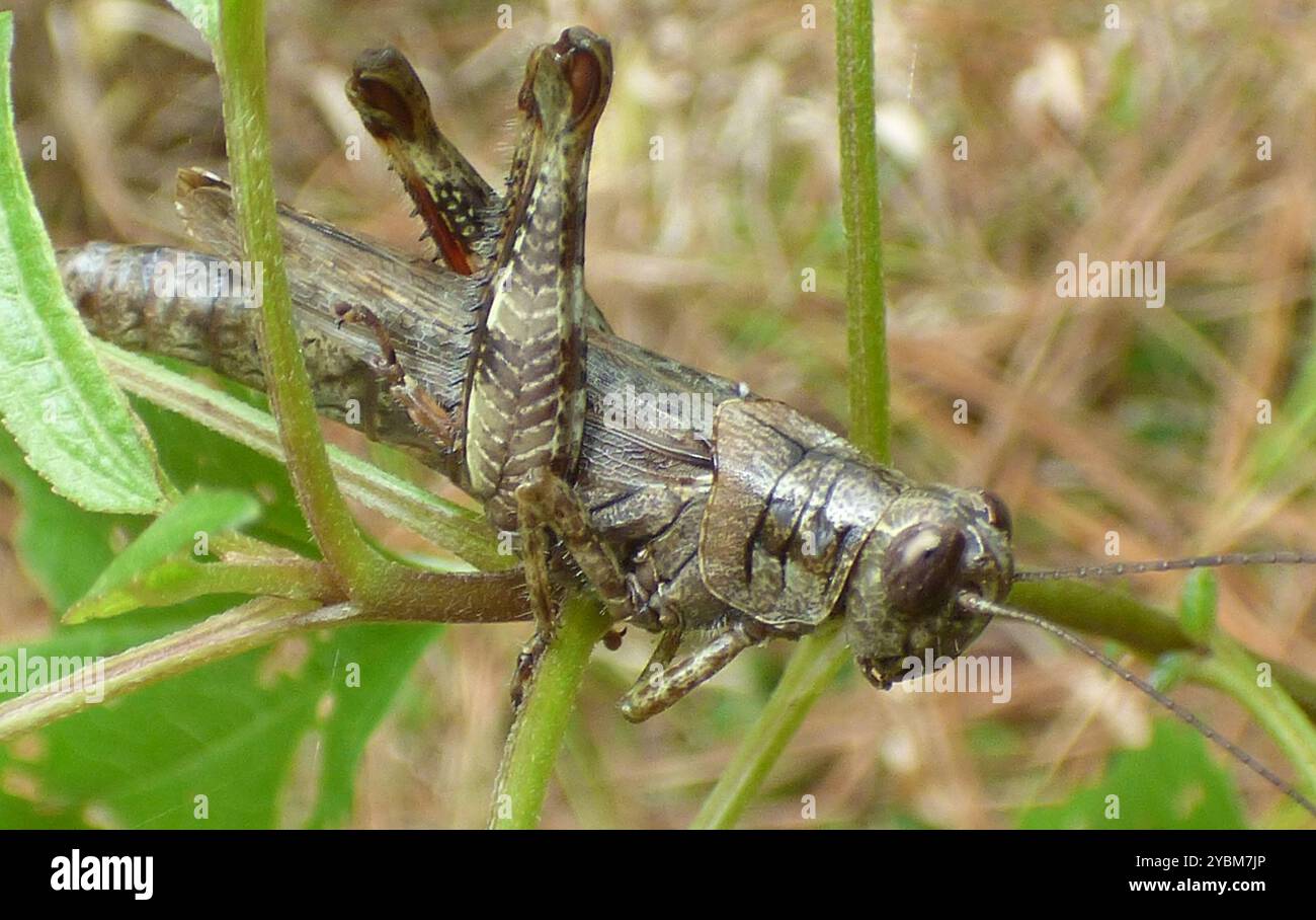 Pine tree Spur-throat Grasshopper (Melanoplus punctulatus) Insecta ...