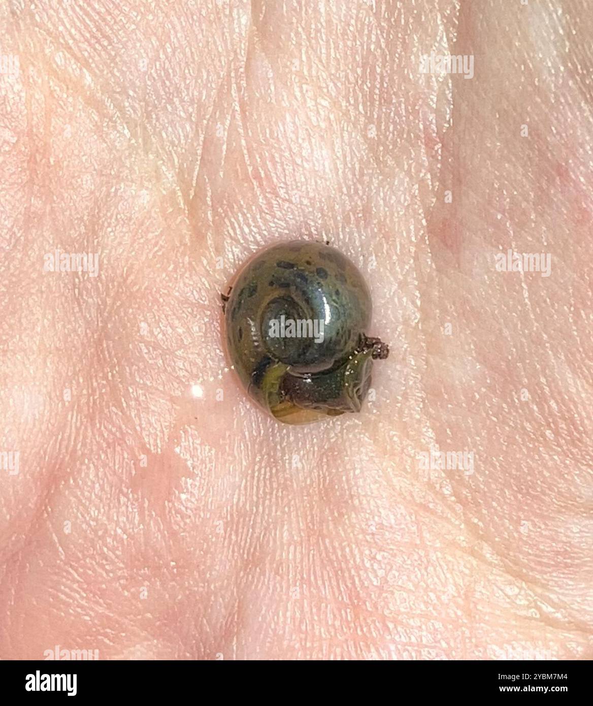 Marsh Ramshorn (Planorbella trivolvis) Mollusca Stock Photo - Alamy