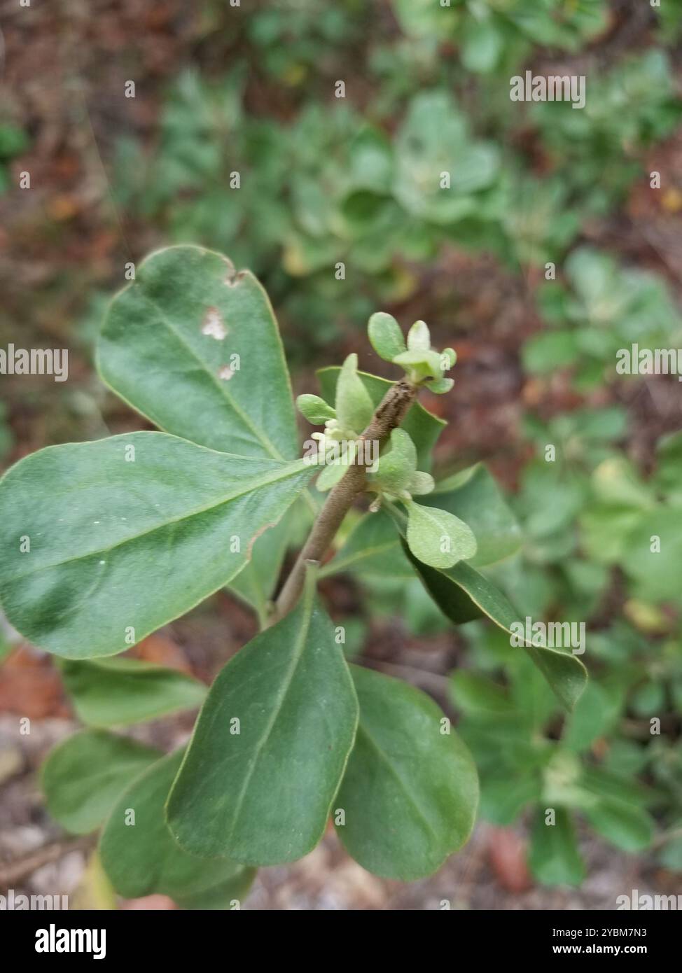 garberia (Garberia heterophylla) Plantae Stock Photo - Alamy