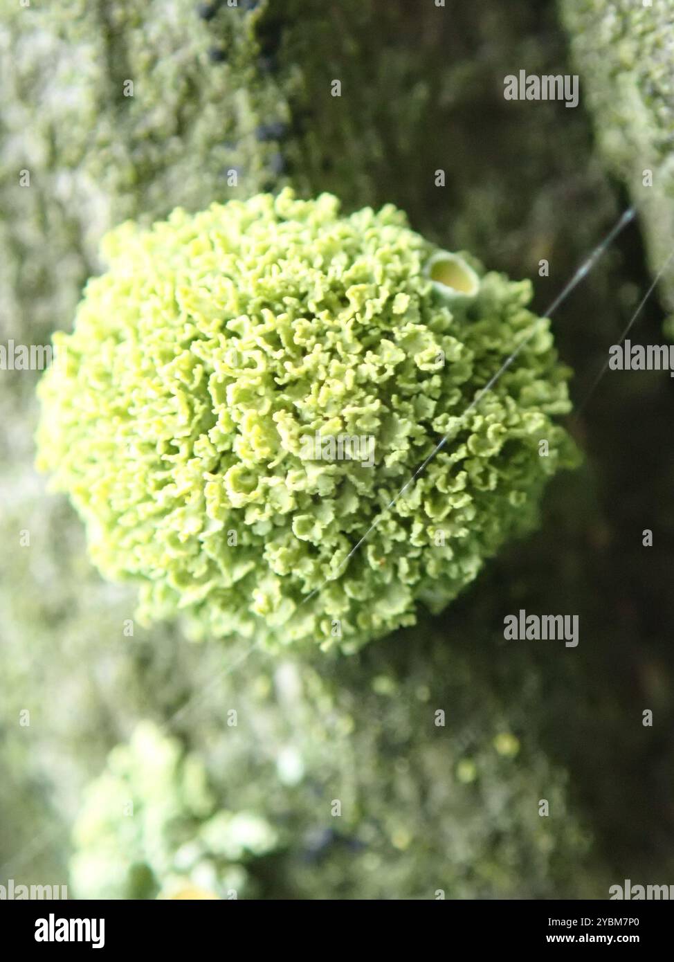 Shrubby Sunburst Lichen (Polycauliona candelaria) Fungi Stock Photo - Alamy