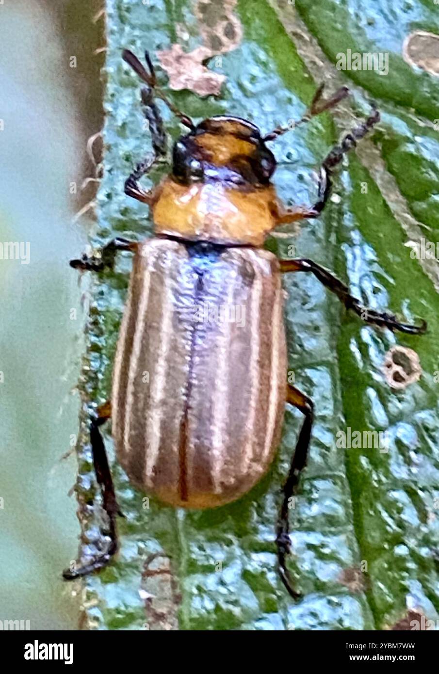 Bolax hi-res stock photography and images - Alamy