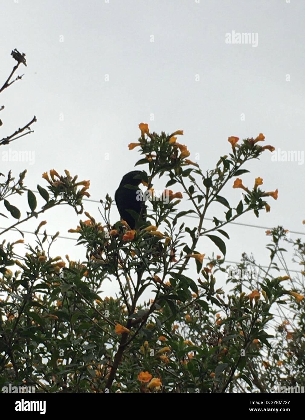 Black flowerpiercer diglossa humeralis hi-res stock photography and ...