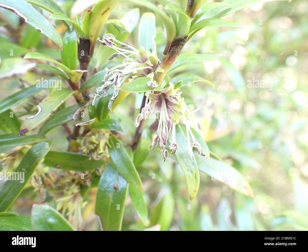 Yellow wood (Coprosma linariifolia) Plantae Stock Photo - Alamy
