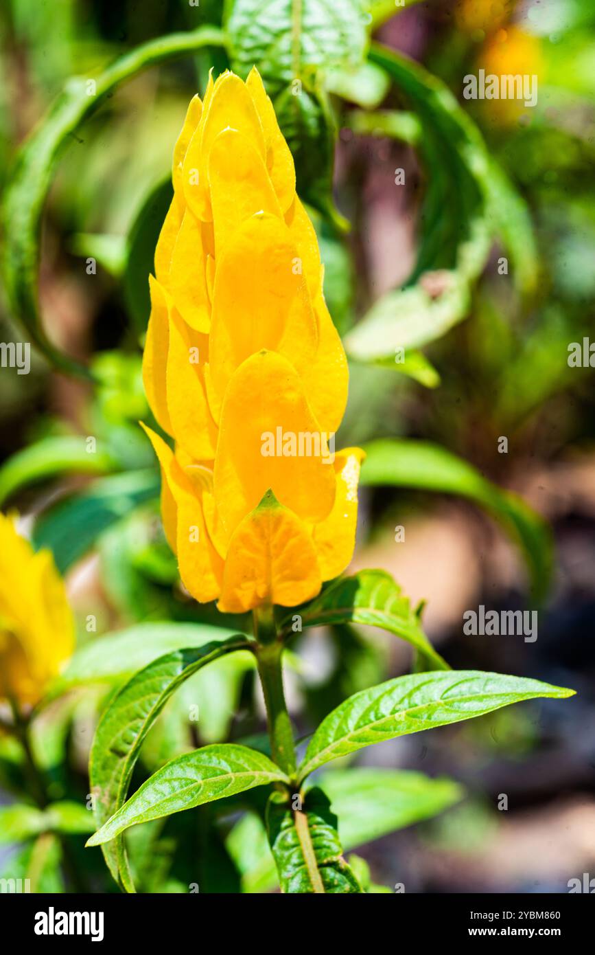 Candle Flower - Uganda Stock Photo - Alamy