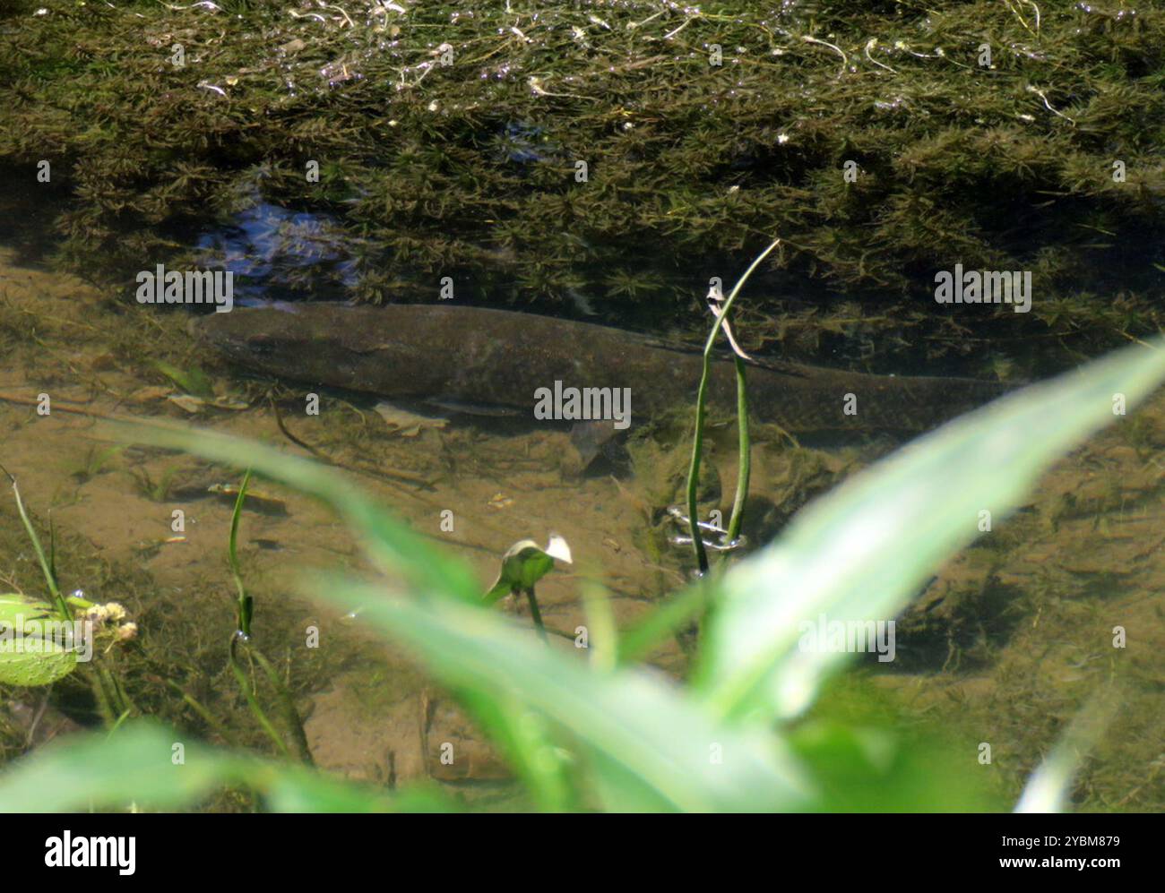 Hoplias hi-res stock photography and images - Alamy