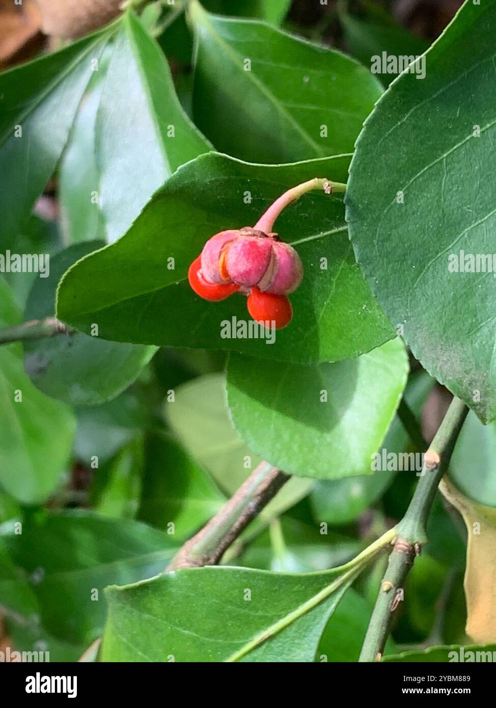 Japanese spindle tree (Euonymus japonicus) Plantae Stock Photo - Alamy