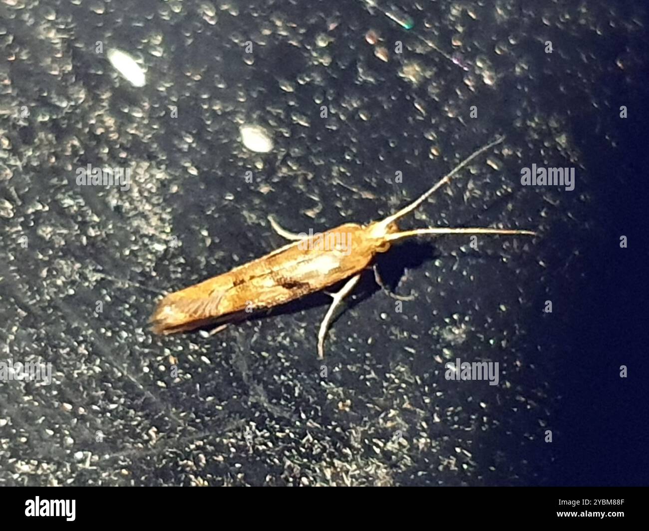 Butterflies and Moths (Lepidoptera) Insecta Stock Photo - Alamy