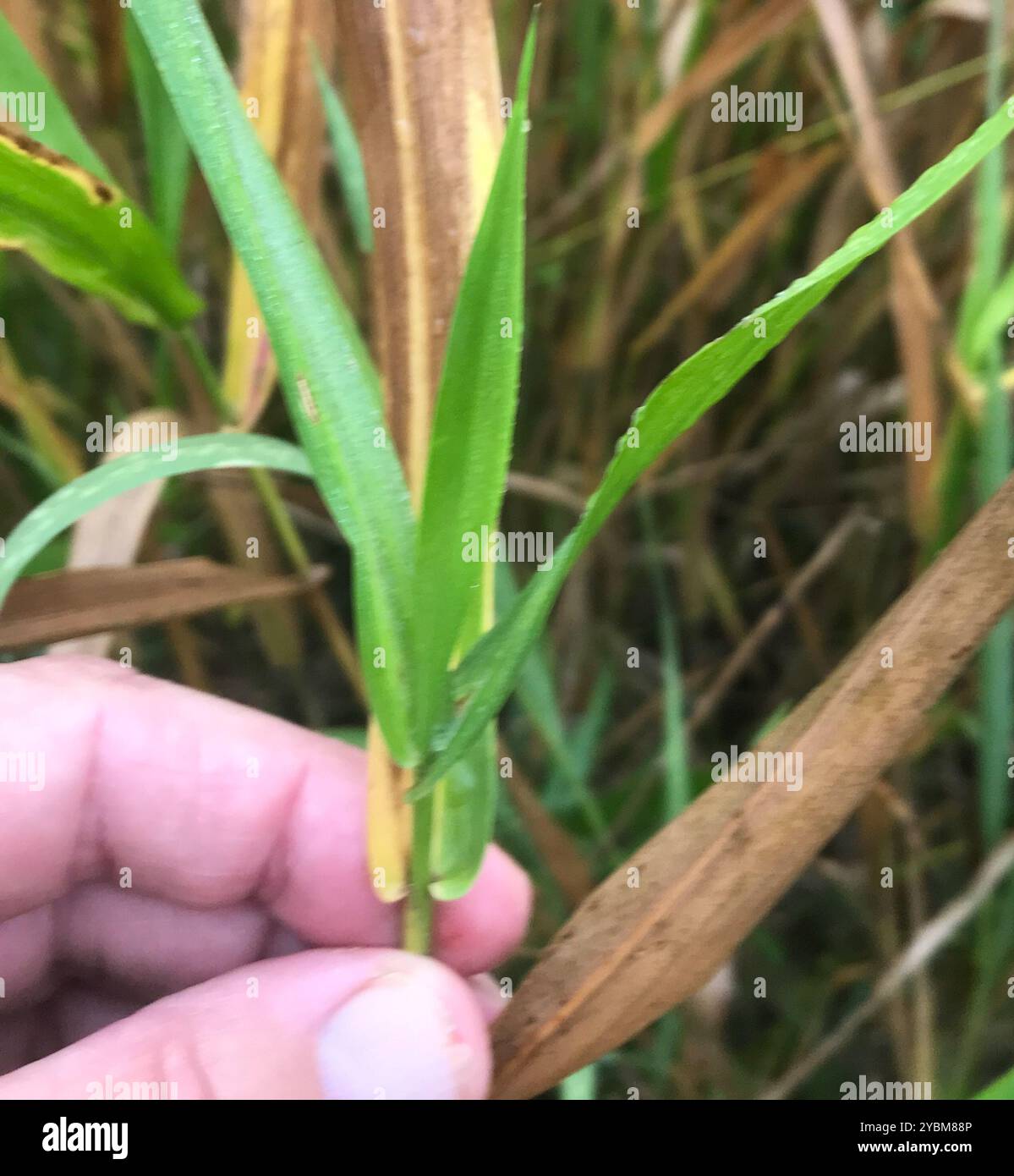 grasses, sedges, cattails, and allies (Poales) Plantae Stock Photo - Alamy