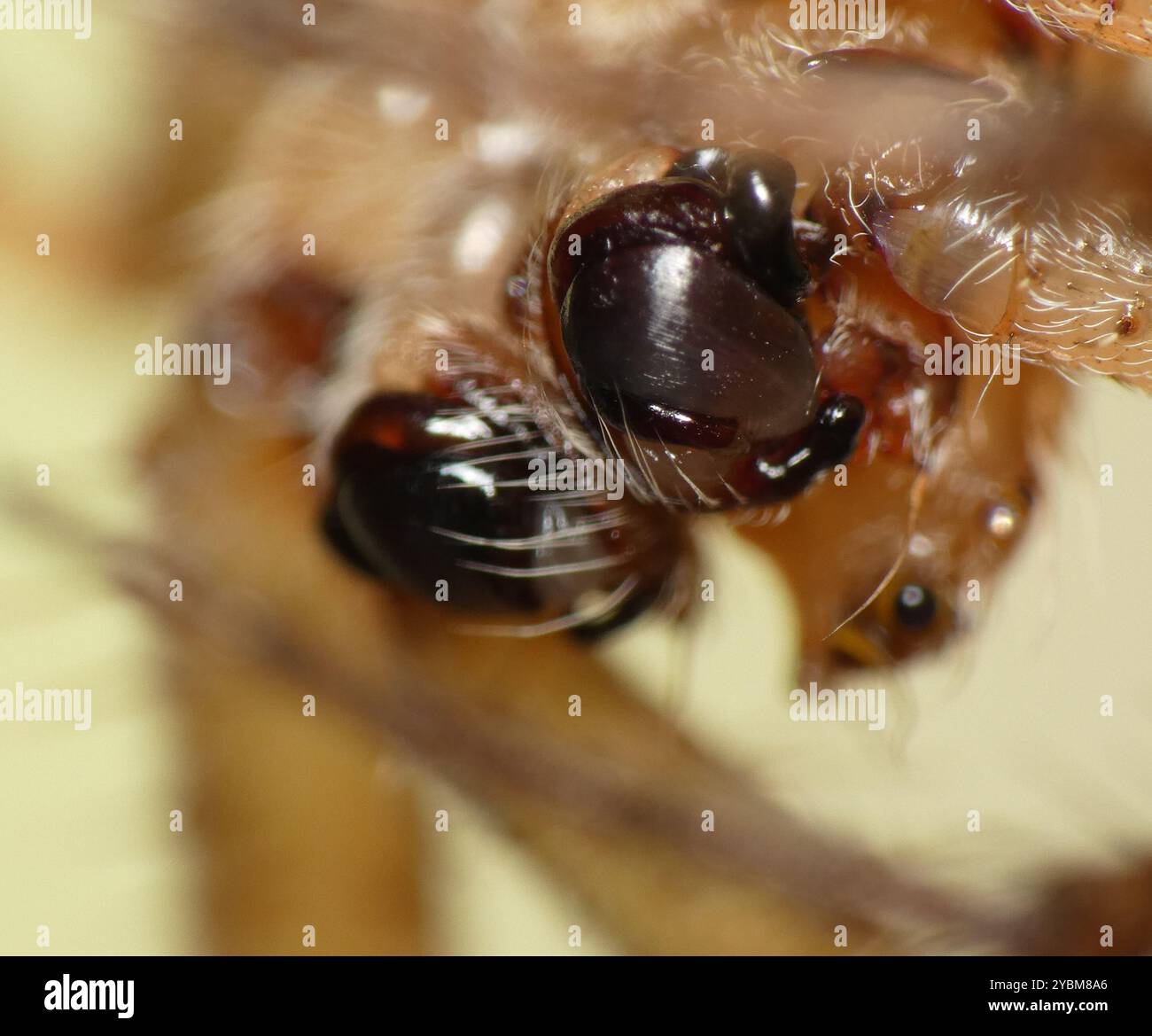 Spiky Field Spiders (Pararaneus) Arachnida Stock Photo - Alamy