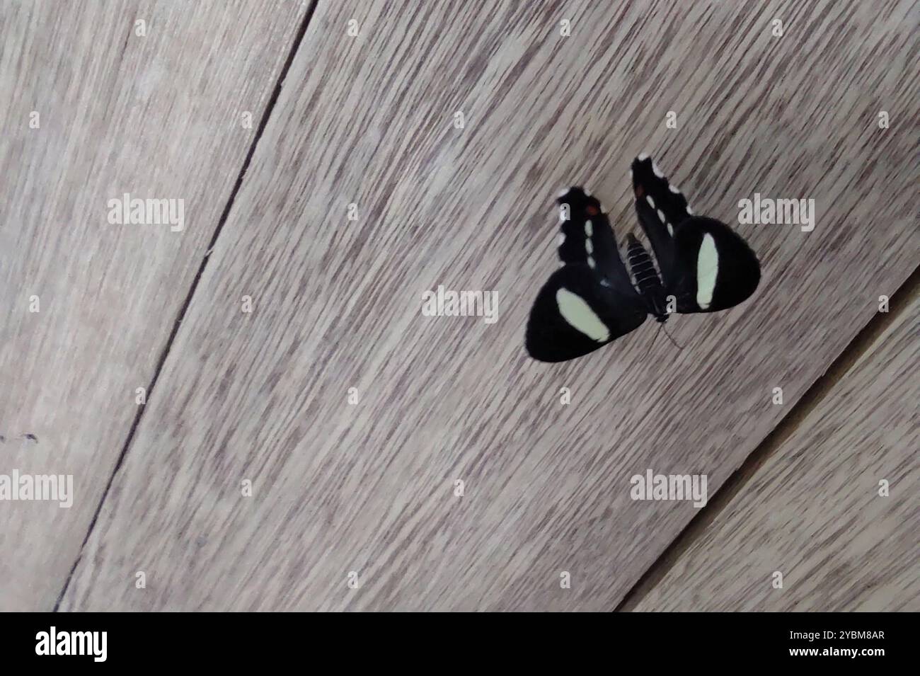 Erateina hi-res stock photography and images - Alamy