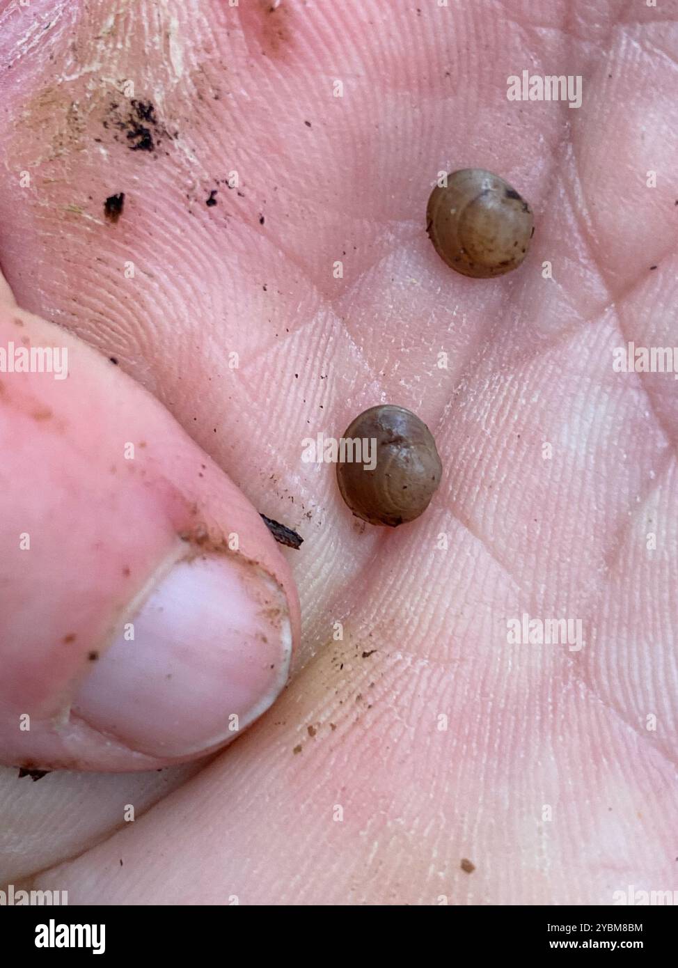 Herrington fingernailclam (Sphaerium occidentale) Mollusca Stock Photo ...