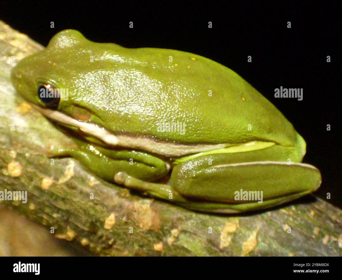 Green Treefrog (Hyla cinerea) Amphibia Stock Photo - Alamy