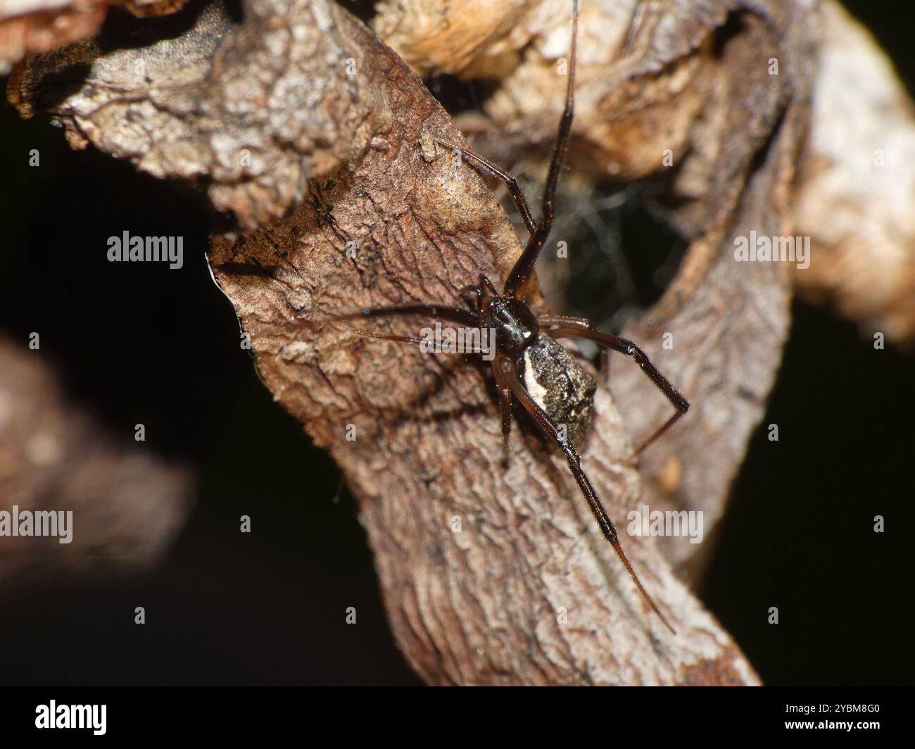 Spiders (Araneae) Arachnida Stock Photo - Alamy