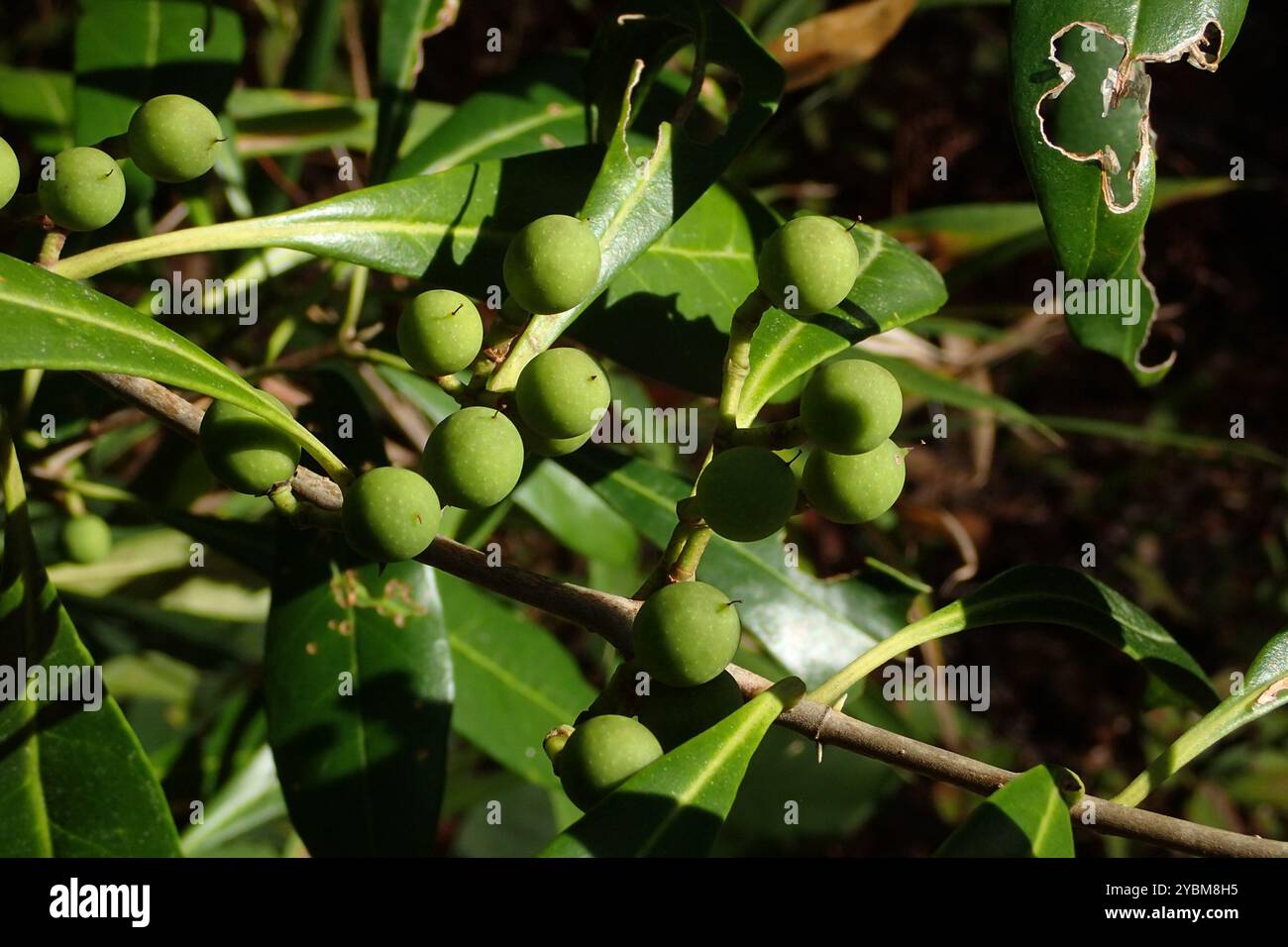 Cartrema americana hi-res stock photography and images - Alamy