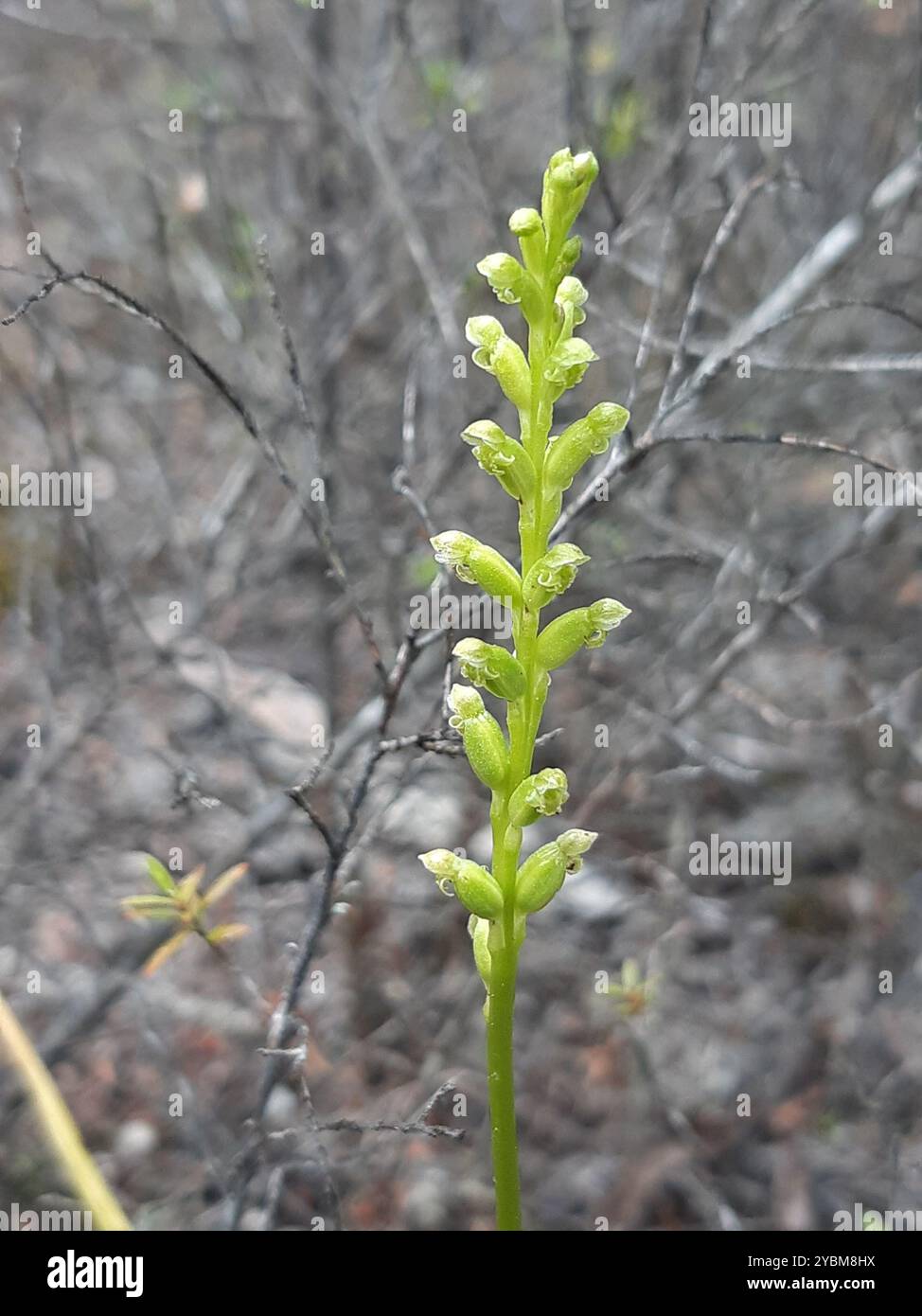 common onion-orchid (Microtis unifolia) Plantae Stock Photo - Alamy