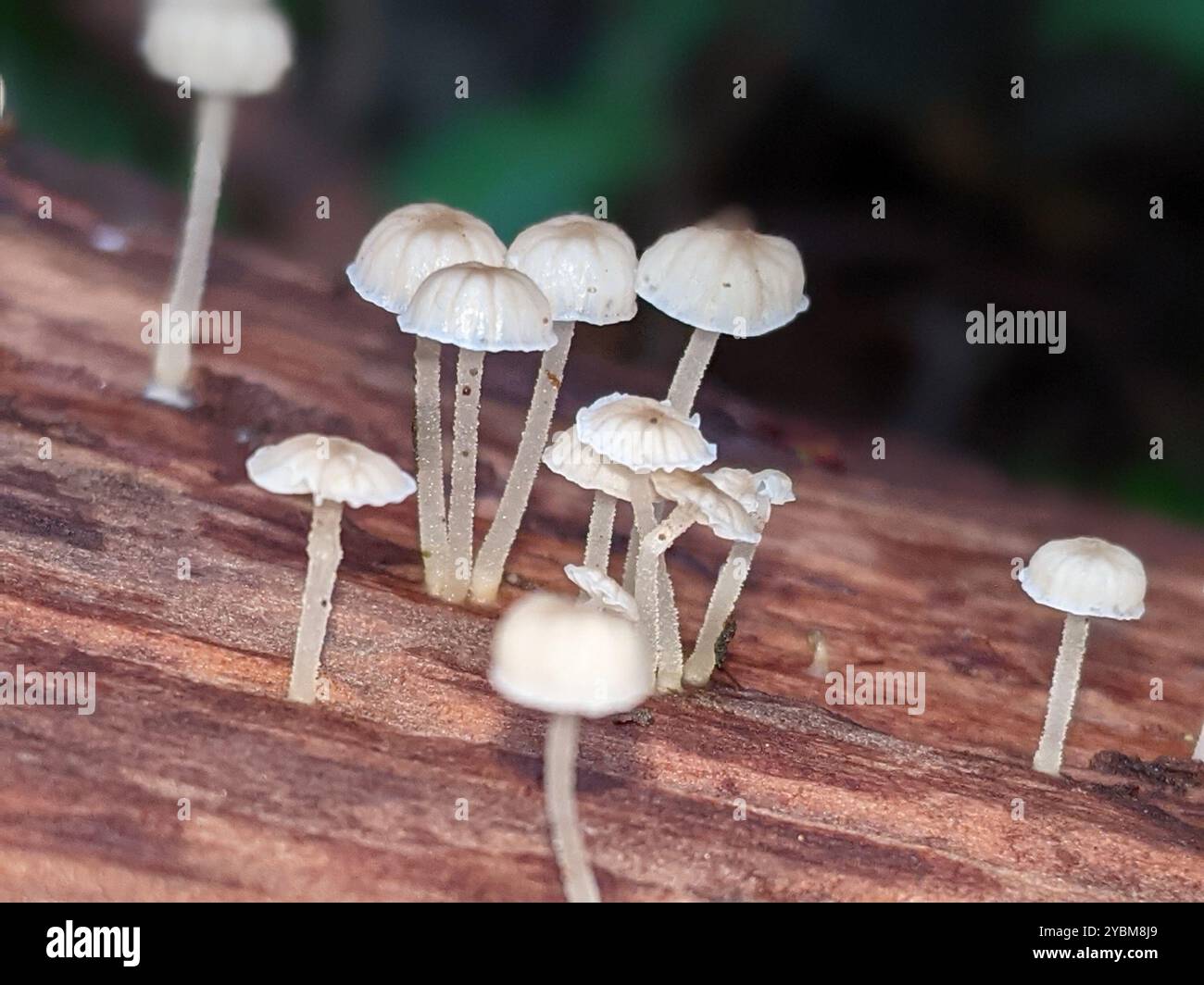 Phloeomana hi-res stock photography and images - Alamy