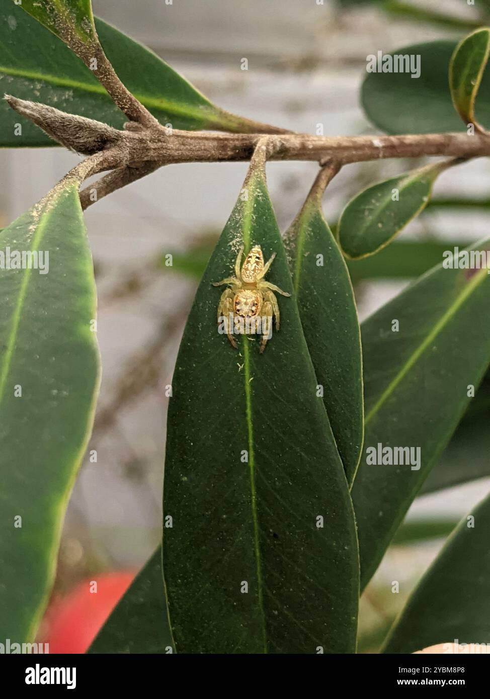 Garden Jumping Spiders (Opisthoncus) Arachnida Stock Photo - Alamy