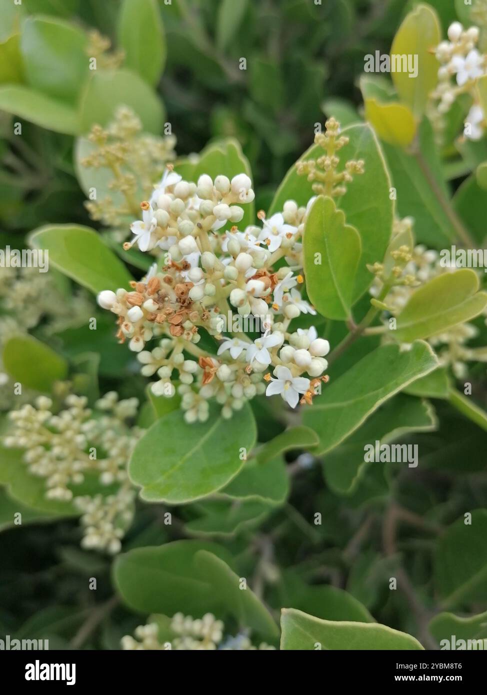 Black Ironwood (Olea capensis) Plantae Stock Photo - Alamy