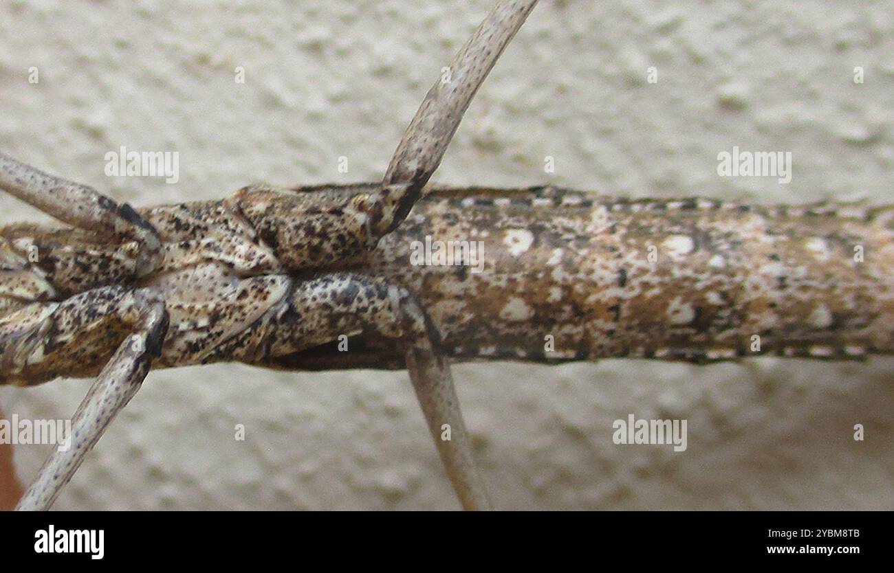 African Stick Mantises (Hoplocorypha) Insecta Stock Photo - Alamy