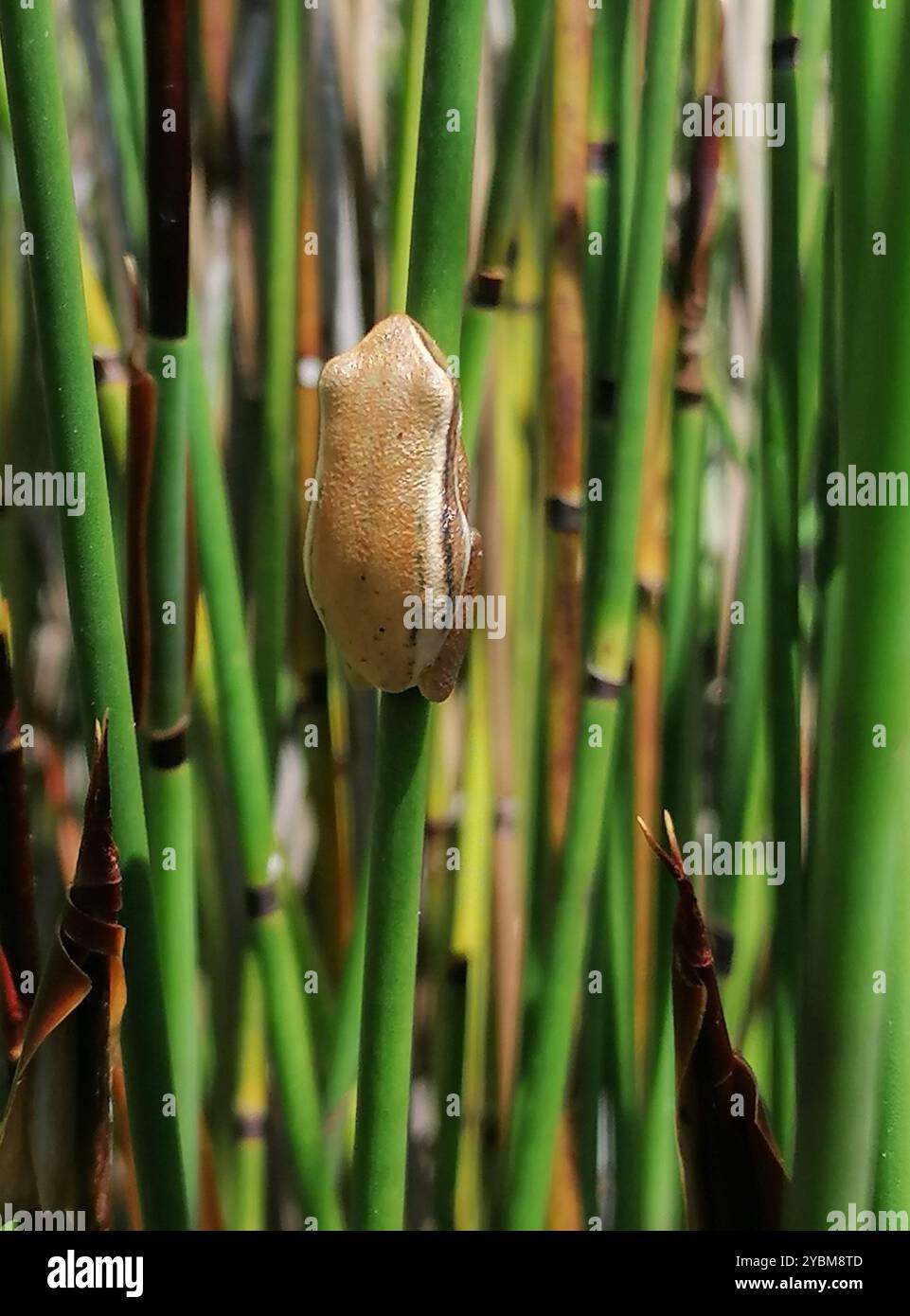 Arumlily Reed Frog (Hyperolius horstockii) Amphibia Stock Photo - Alamy