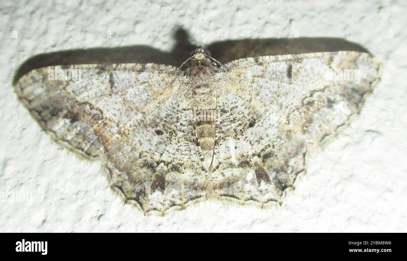 Geometer Moths (Geometridae) Insecta Stock Photo - Alamy