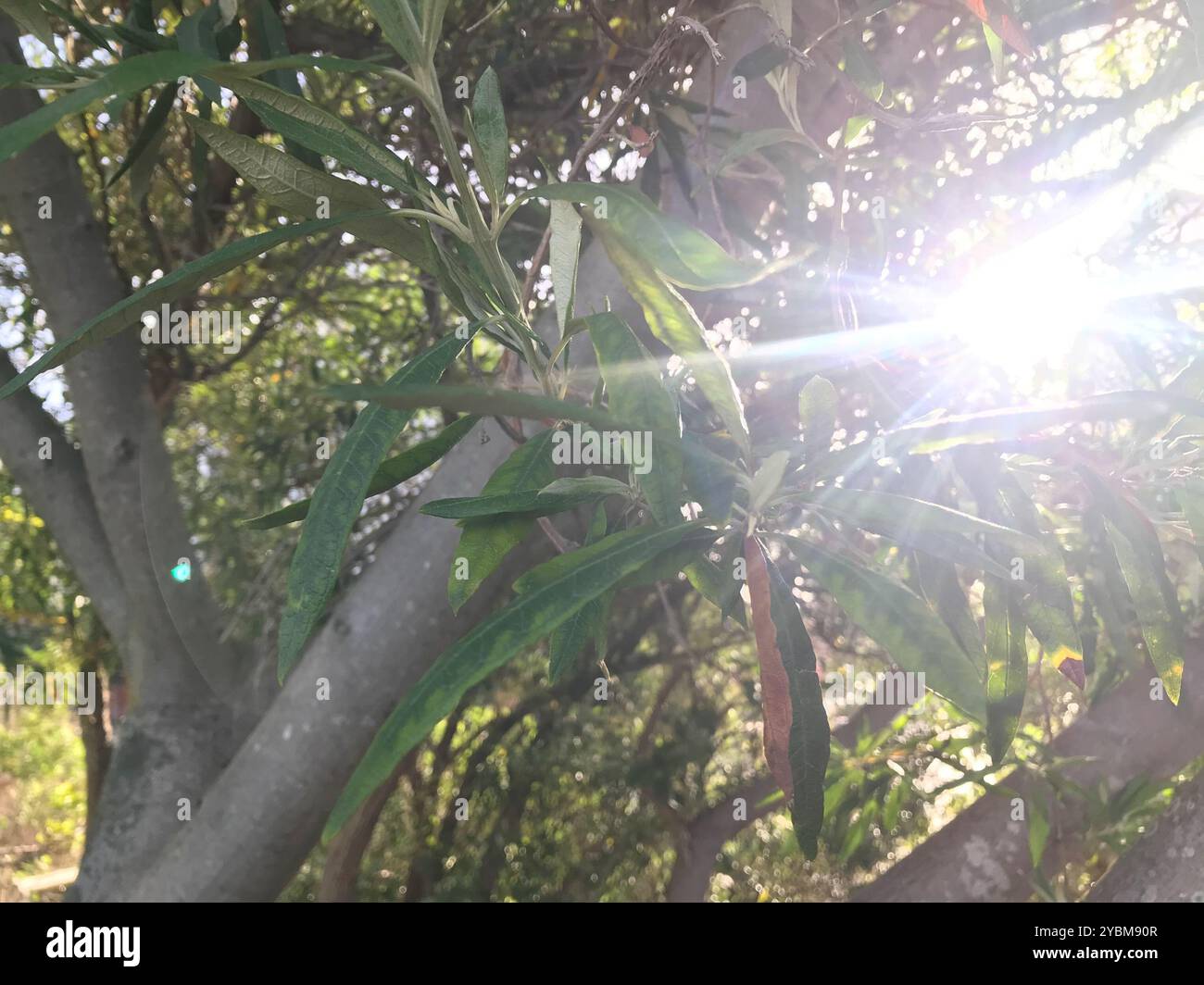 African olive (Olea europaea cuspidata) Plantae Stock Photo - Alamy