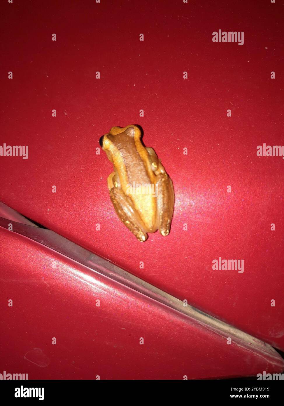 Elegant Forest Tree Frog (Dendropsophus elegans) Amphibia Stock Photo ...