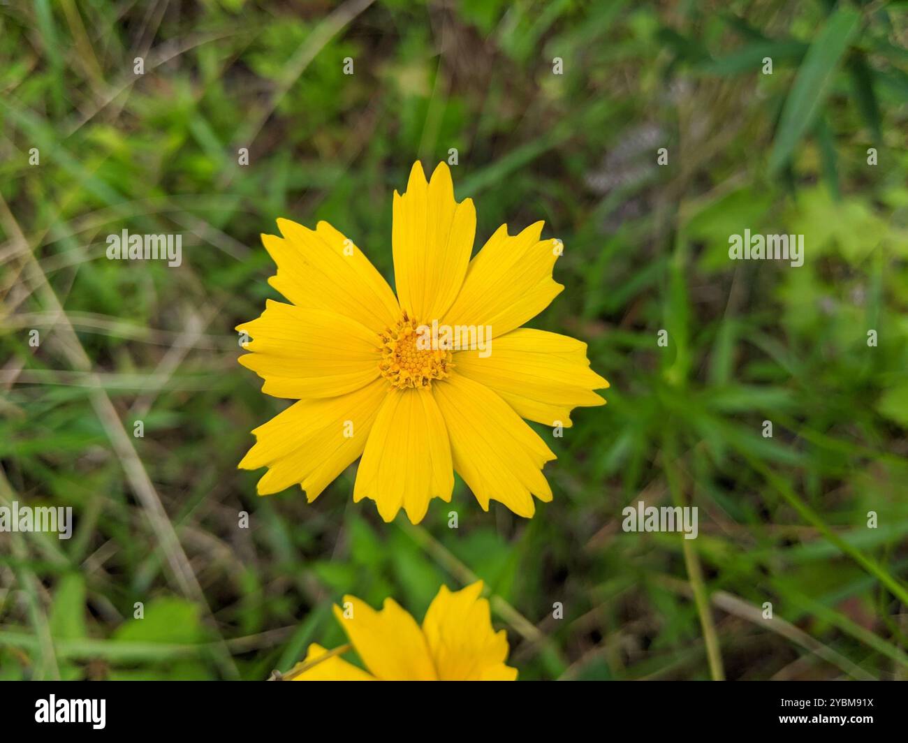 Lance-leaved Coreopsis (Coreopsis lanceolata) Plantae Stock Photo - Alamy