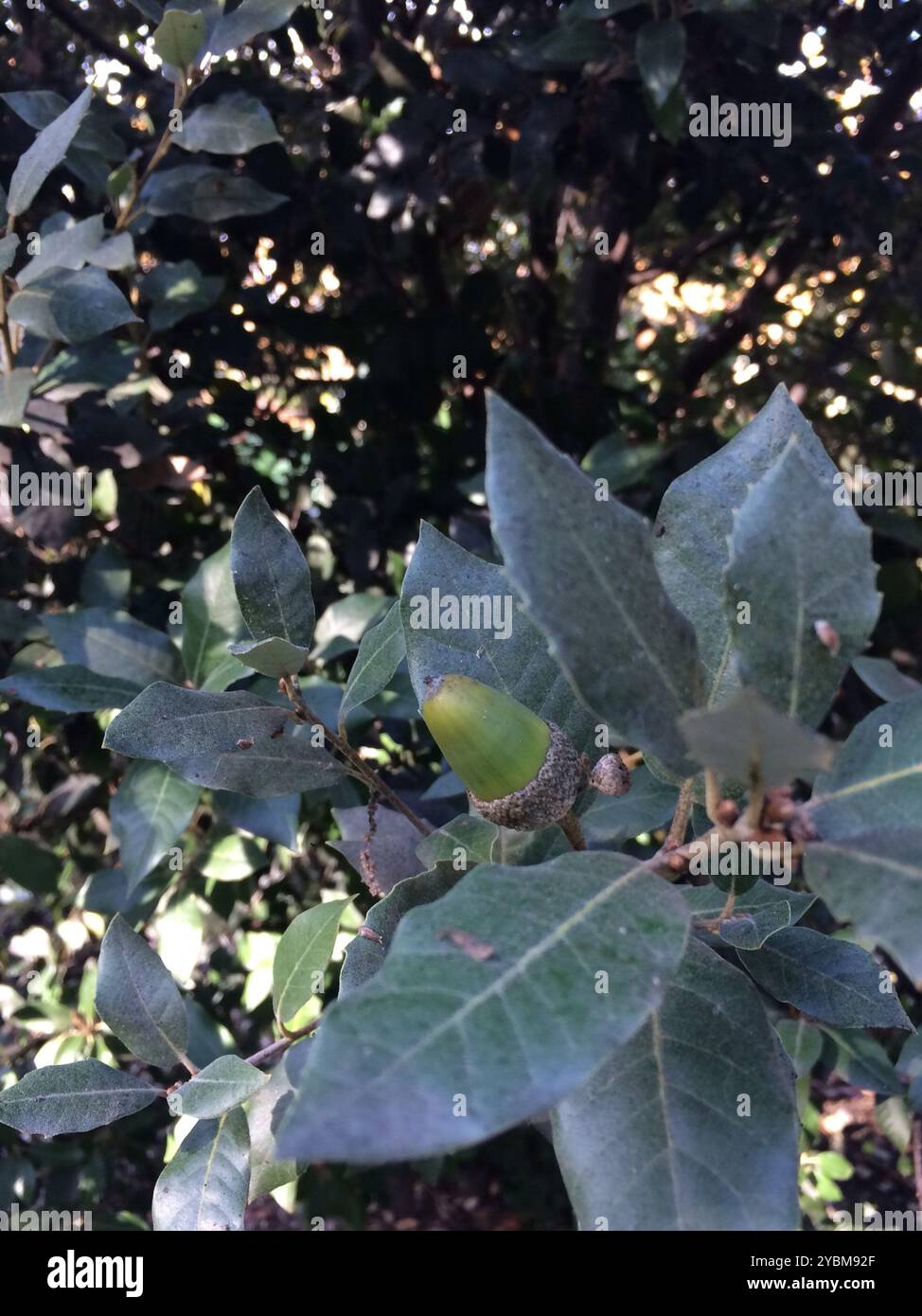 evergreen oak (Quercus ilex) Plantae Stock Photo - Alamy