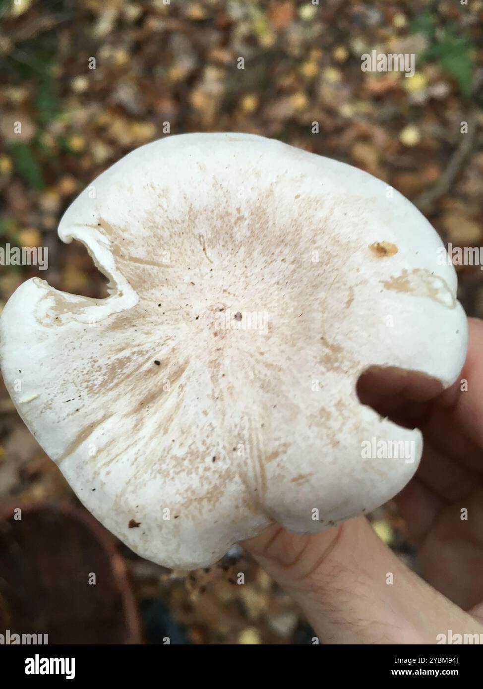 Fragrant Funnel (Clitocybe fragrans) Fungi Stock Photo - Alamy