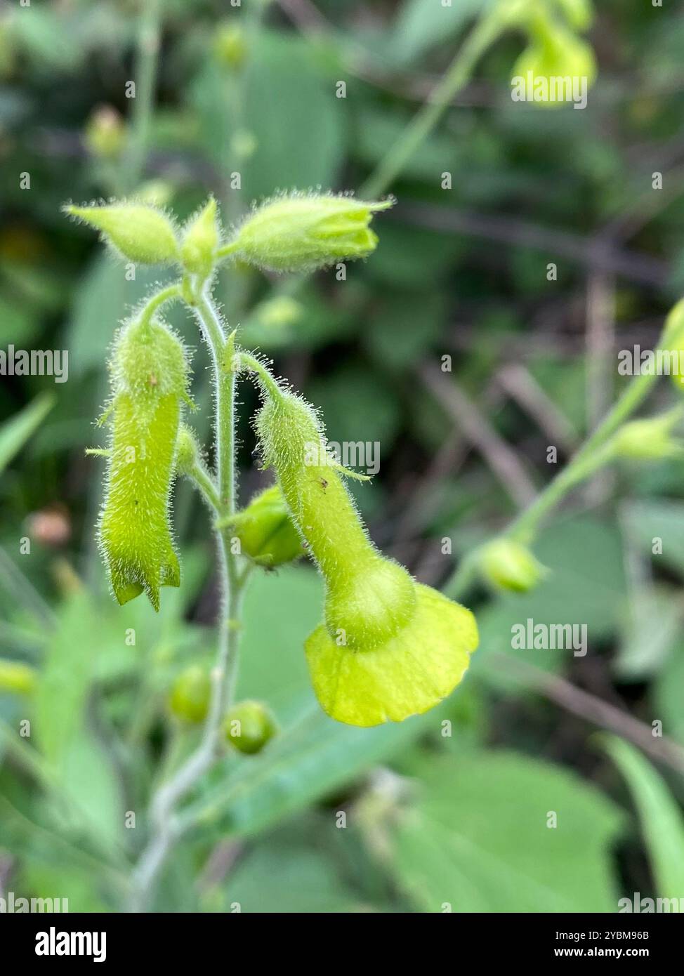flowering plants (Angiospermae) Plantae Stock Photo - Alamy