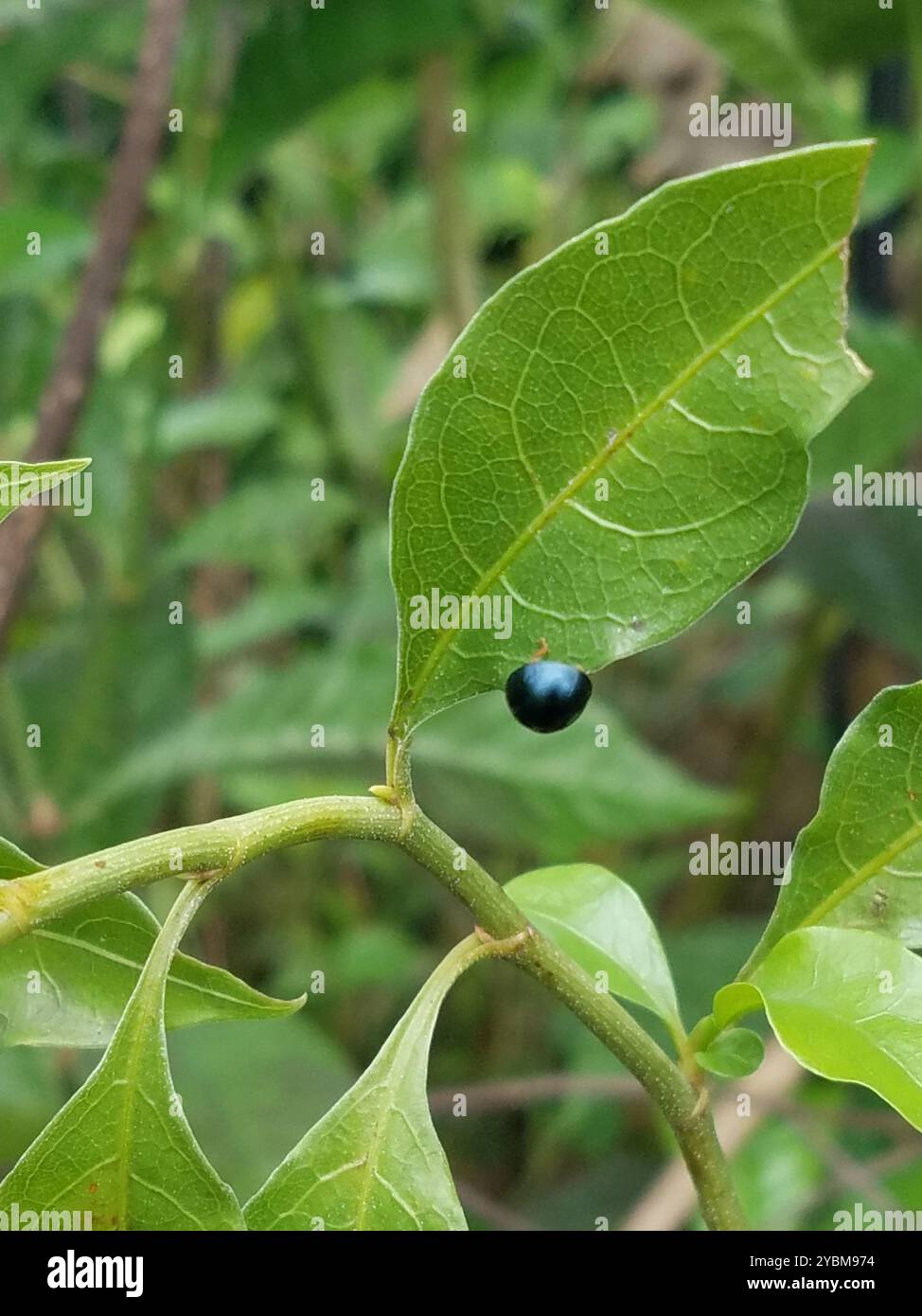 Metallic Blue Lady Beetle (Curinus coeruleus) Insecta Stock Photo - Alamy