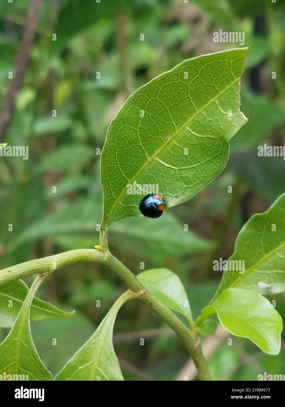 Metallic Blue Lady Beetle (Curinus coeruleus) Insecta Stock Photo - Alamy