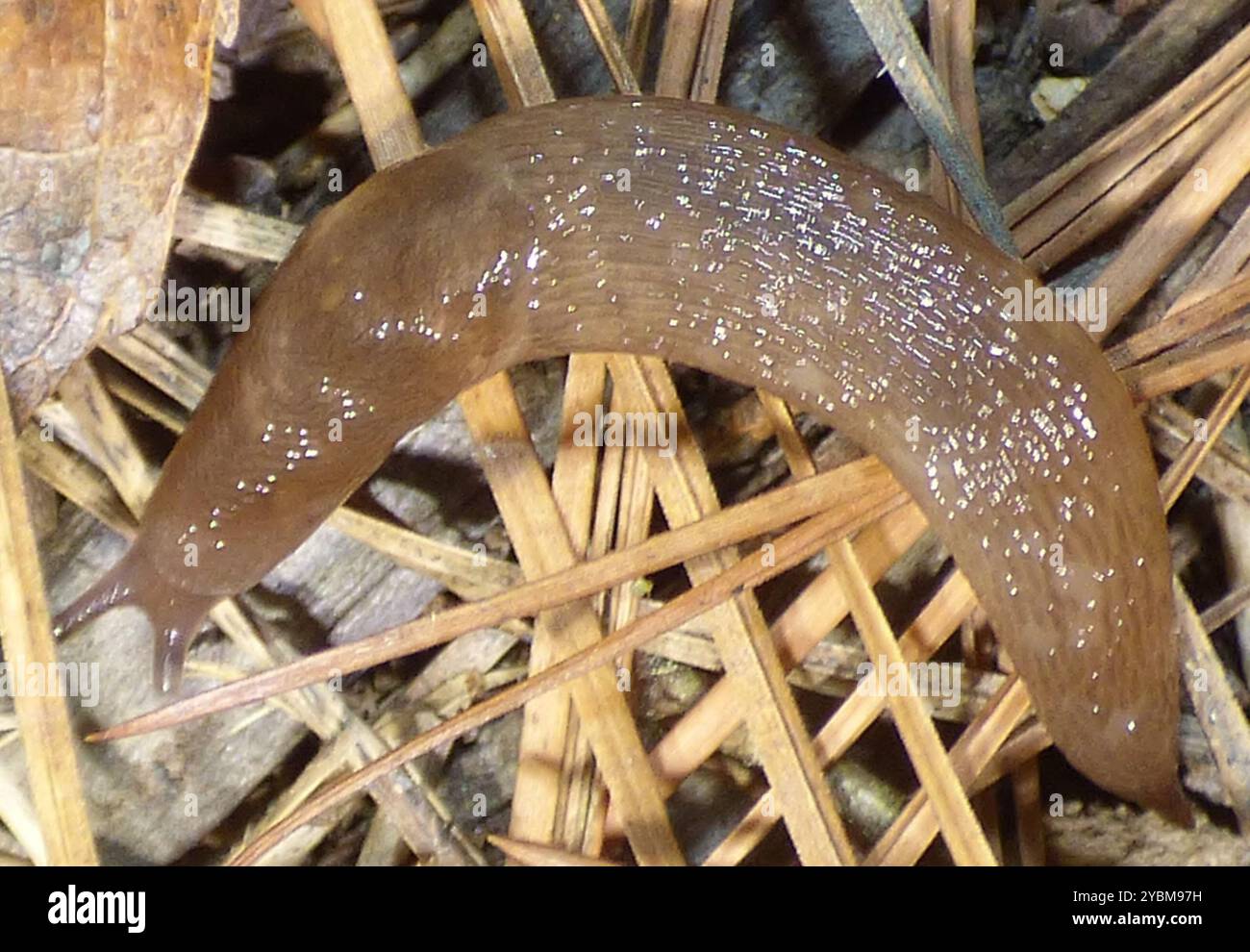 Threeband Slugs (Ambigolimax) Mollusca Stock Photo - Alamy
