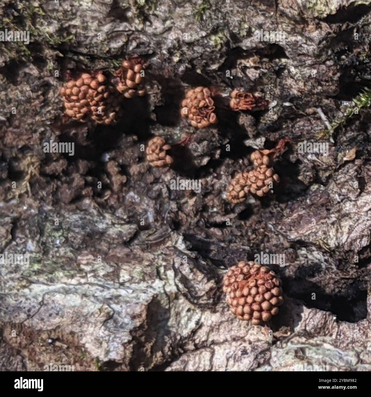 Wasp's Nest Slime Mold (Metatrichia vesparia) Protozoa Stock Photo - Alamy